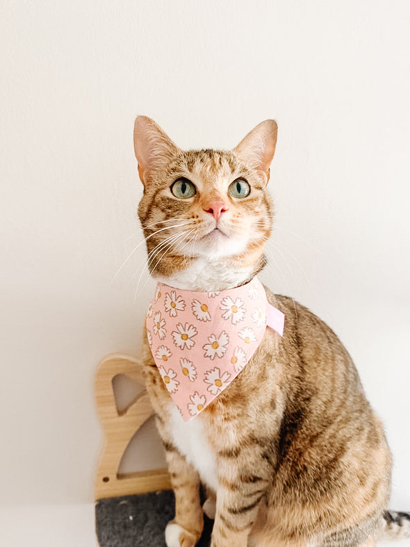 Handmade and Custom Designed Pet Accessories and Dog Mom Gear – StellaLoo